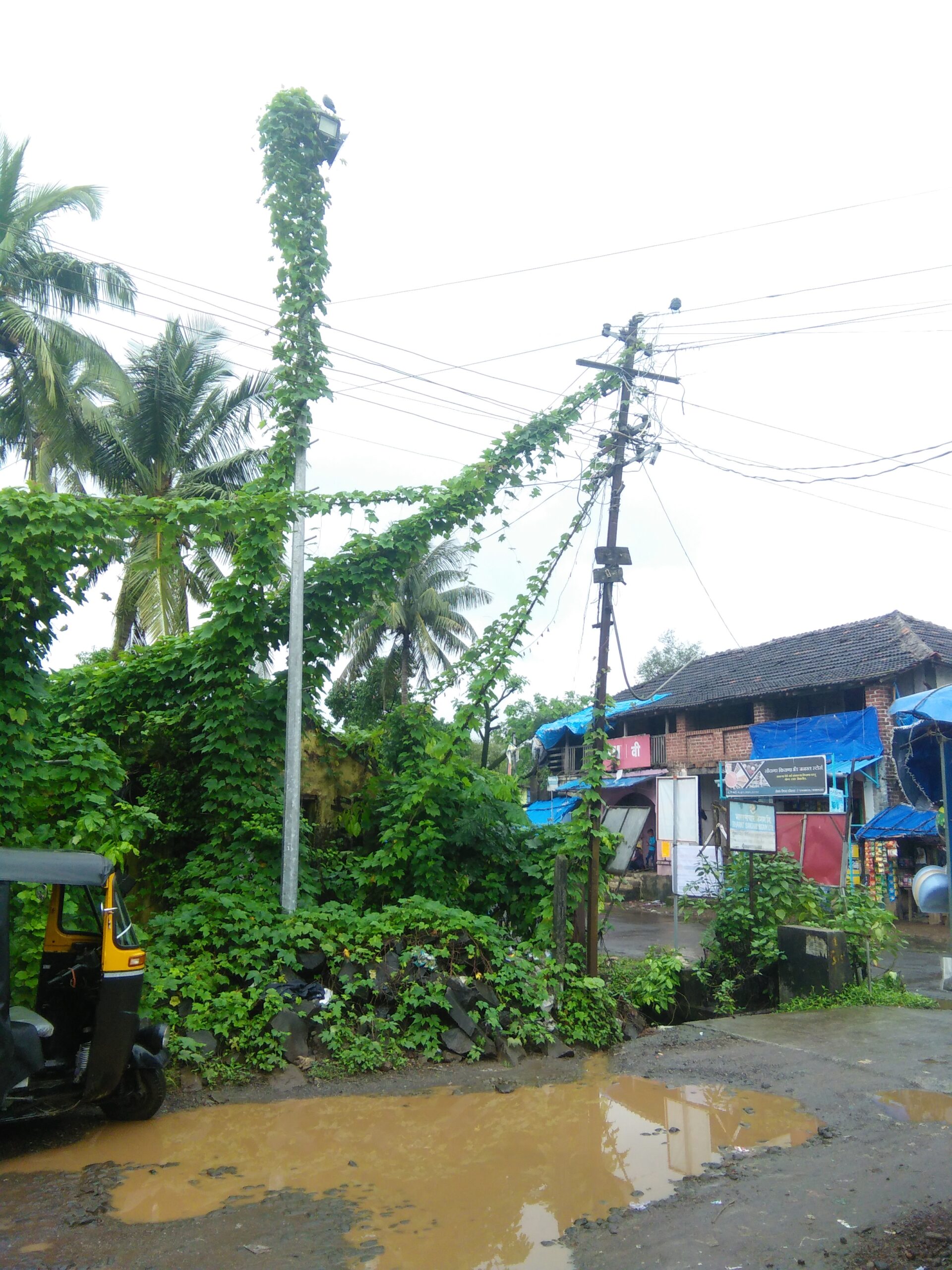 हायमास्ट खांबाला वेलींचा विळखा - Krushival