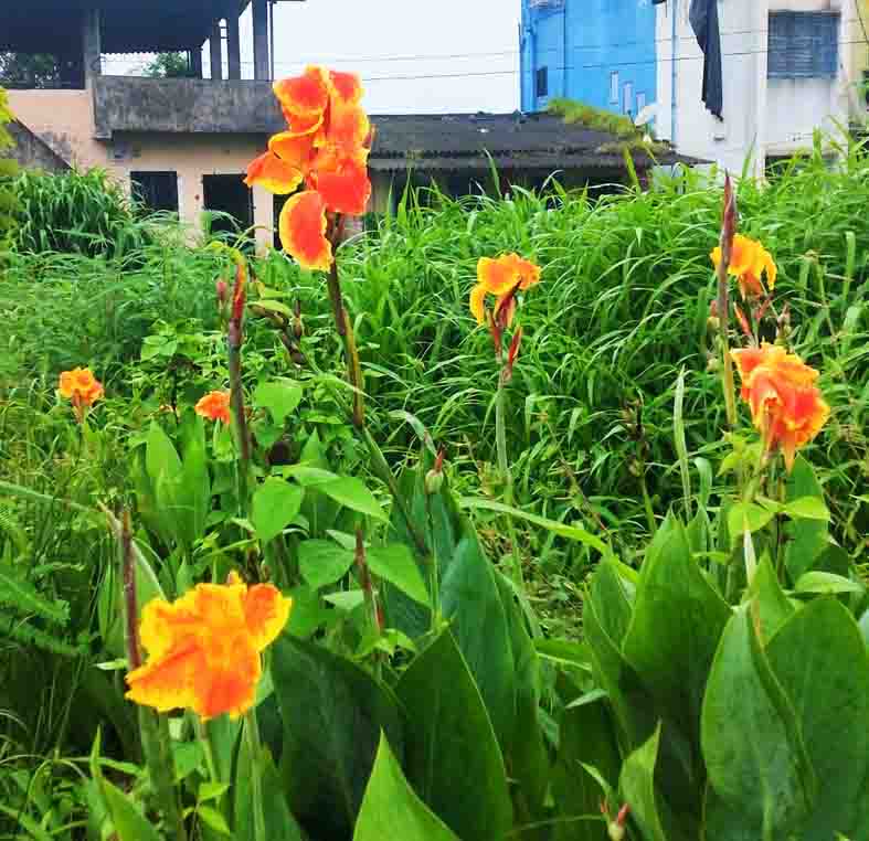 कर्दळीचे हे गुण माहित आहेत का?..जाणून घ्या आणि घरच्या घरी उपाय करा ...