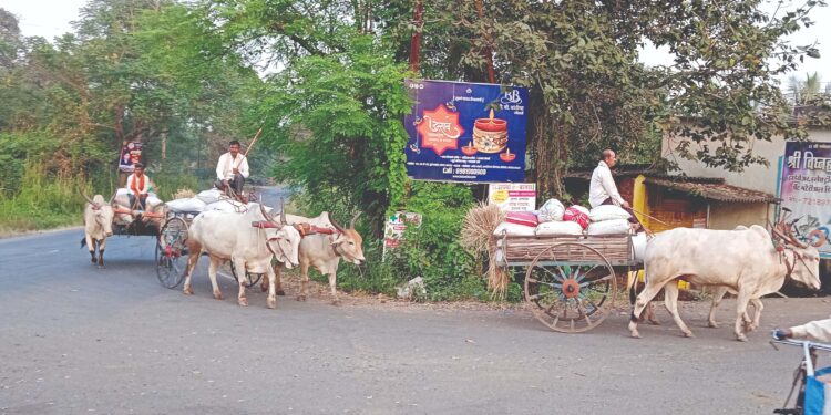 शेतीकामासाठी बैलगाडीचे मोलाचे योगदान - Krushival