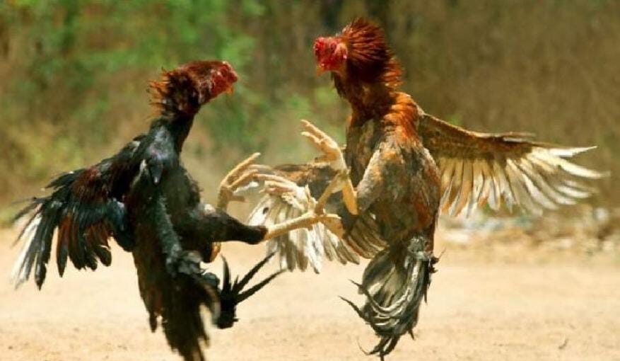 खोपोलीतील श्री तेज फार्म हाऊसवर फायटर कोंबड्यांवर सट्टा; 32 जणांवर ...