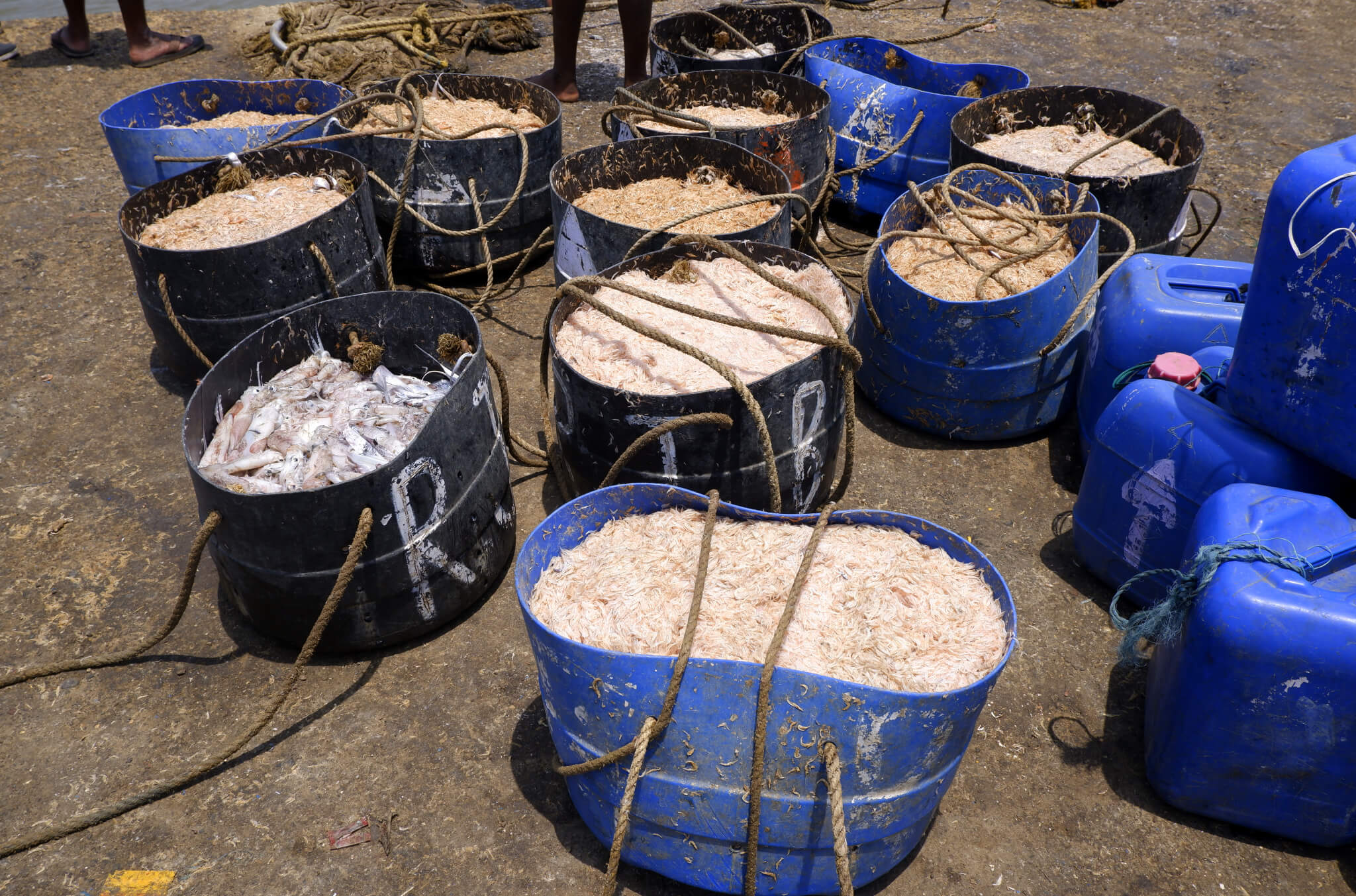 नाखवाच्या जाळ्यात ‘मासली गावना…जवला परवडना’ - Krushival