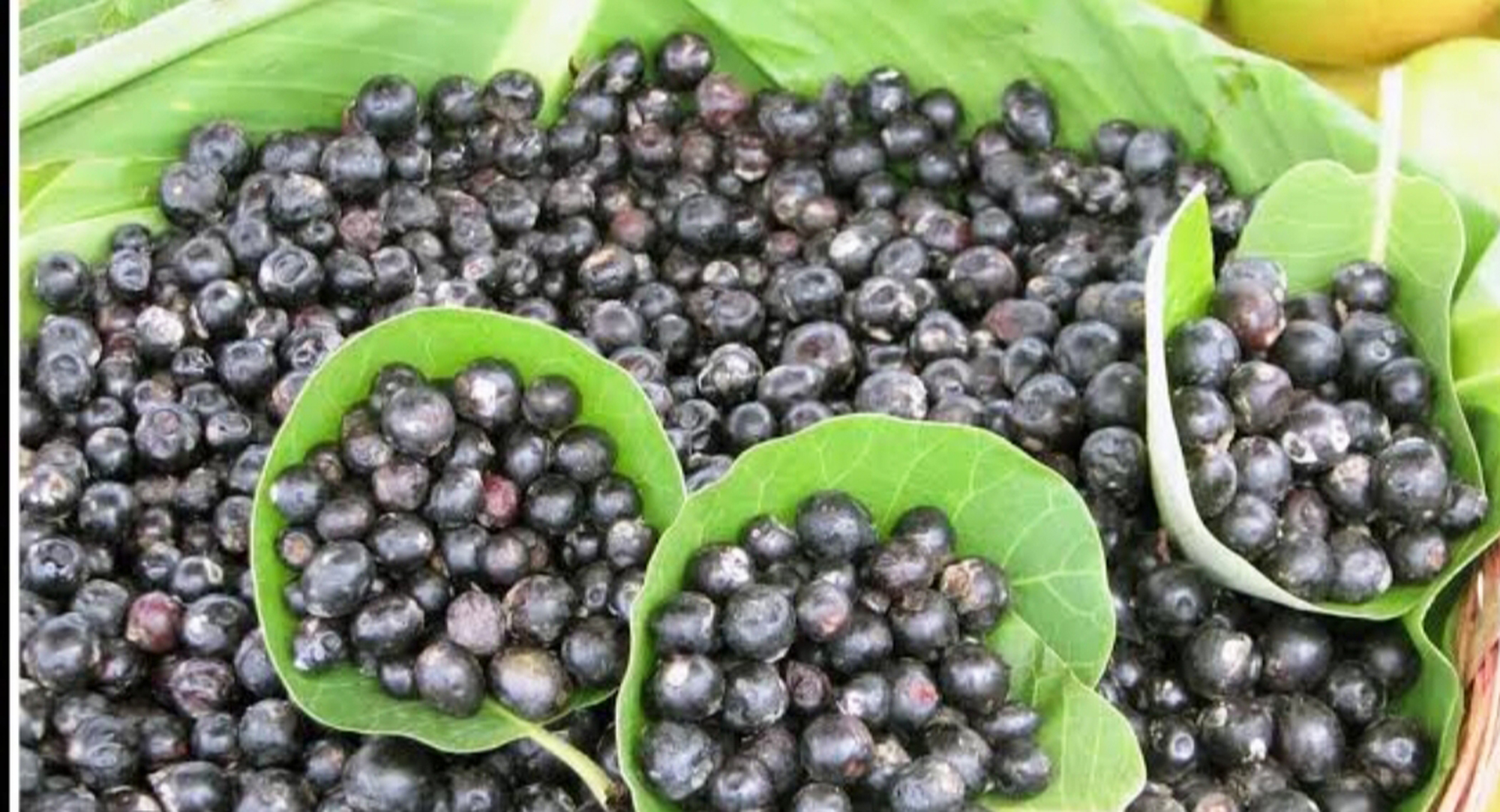 जंगल संपत्तीच्या र्‍हासामुळे रानमेवा दुर्मिळ - Krushival